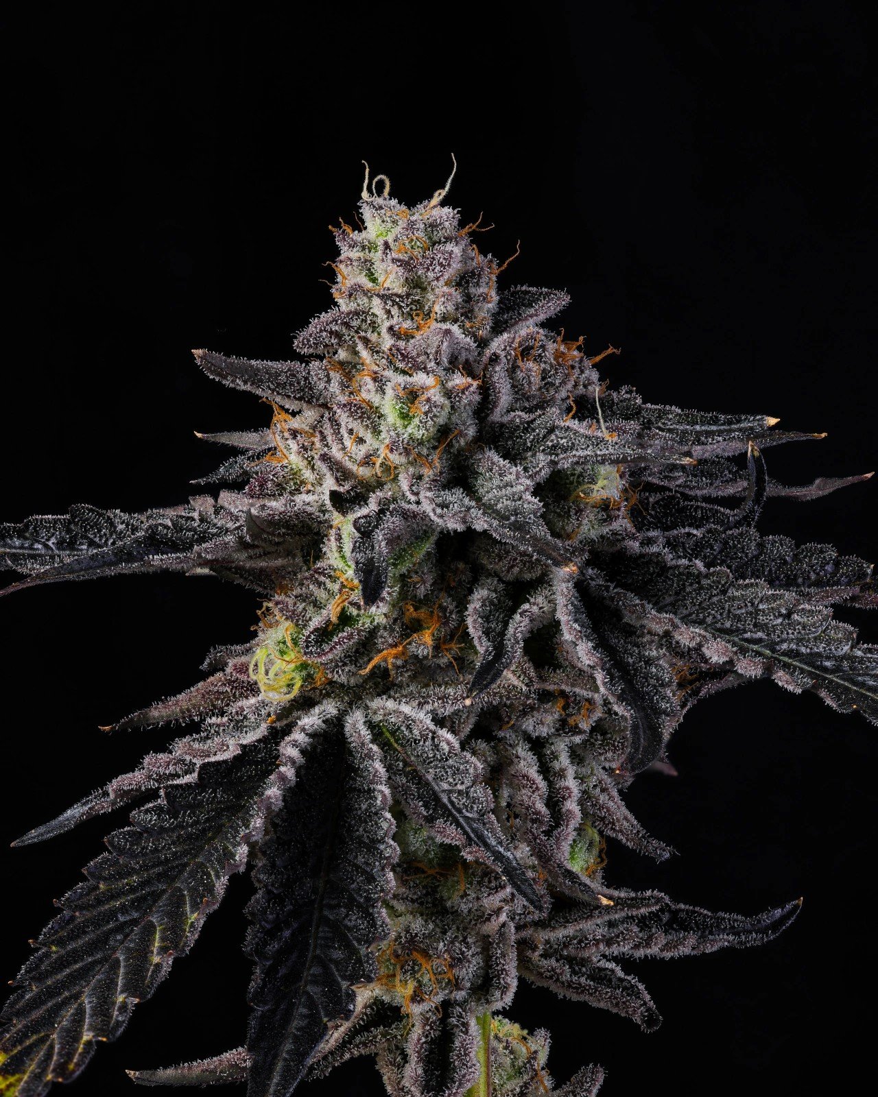 SHERBZOOKA (FEM) – Wizard Trees - Offerta Lampo: Sconti Fino al 50% su ...