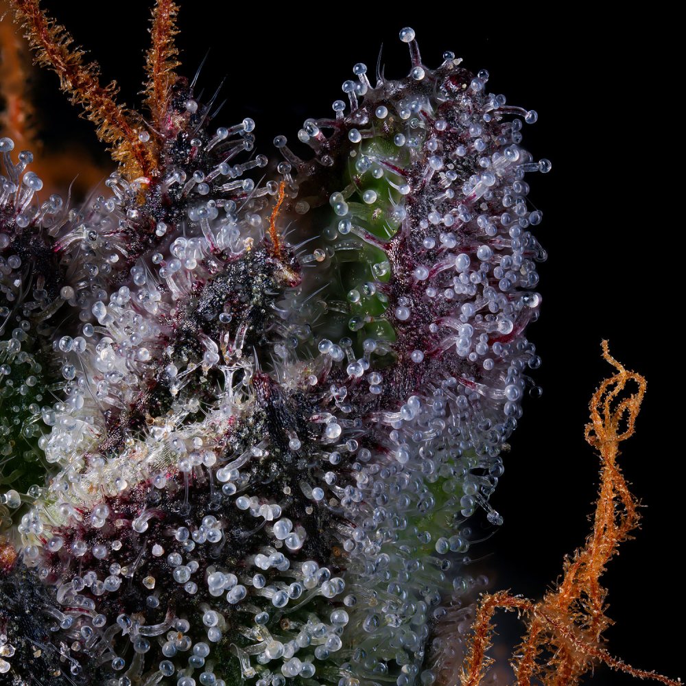 SHERBZOOKA (FEM) – Wizard Trees - Offerta Lampo: Sconti Fino al 50% su ...